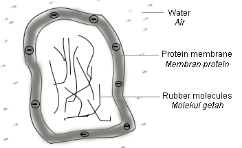 Natural Rubber