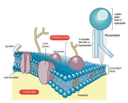 Structure Of Plasma Membrane