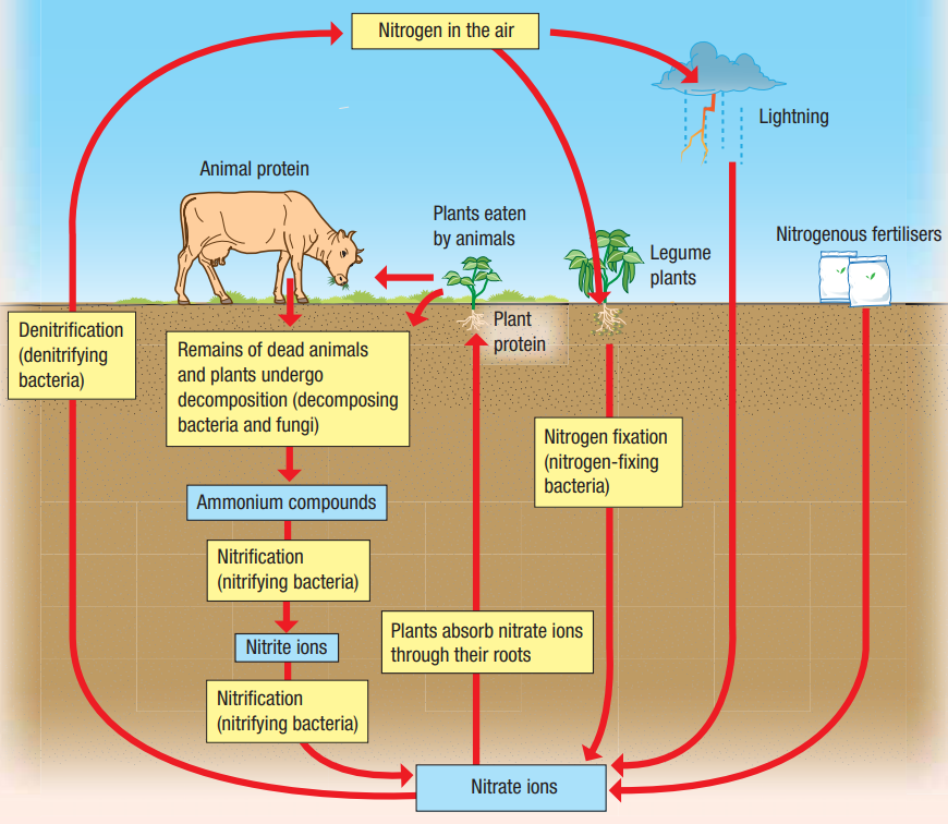 Nitrogen Cycle