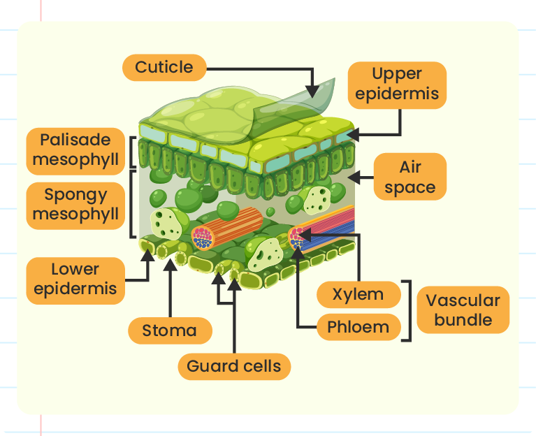Leaf Structure Leaf Structure