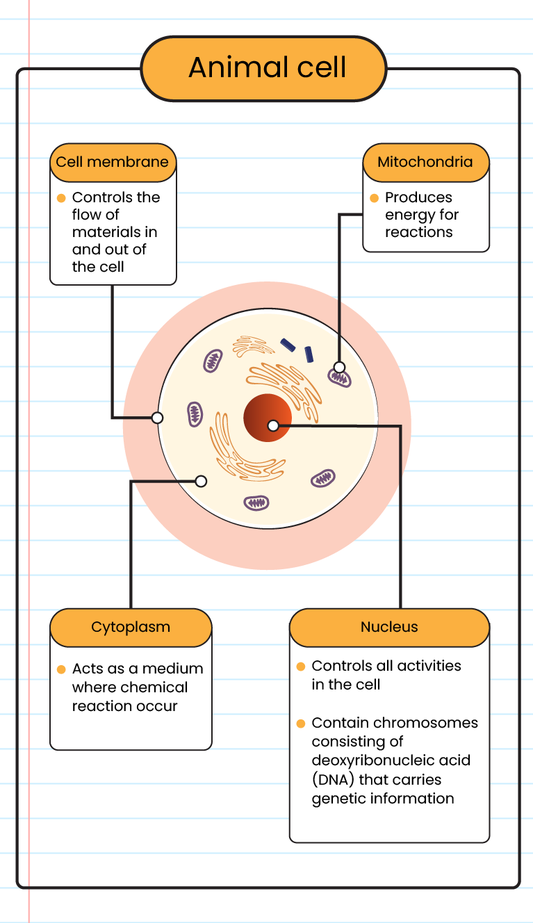 Cell Structure Function And Organization Cell Structure Function And Organization
